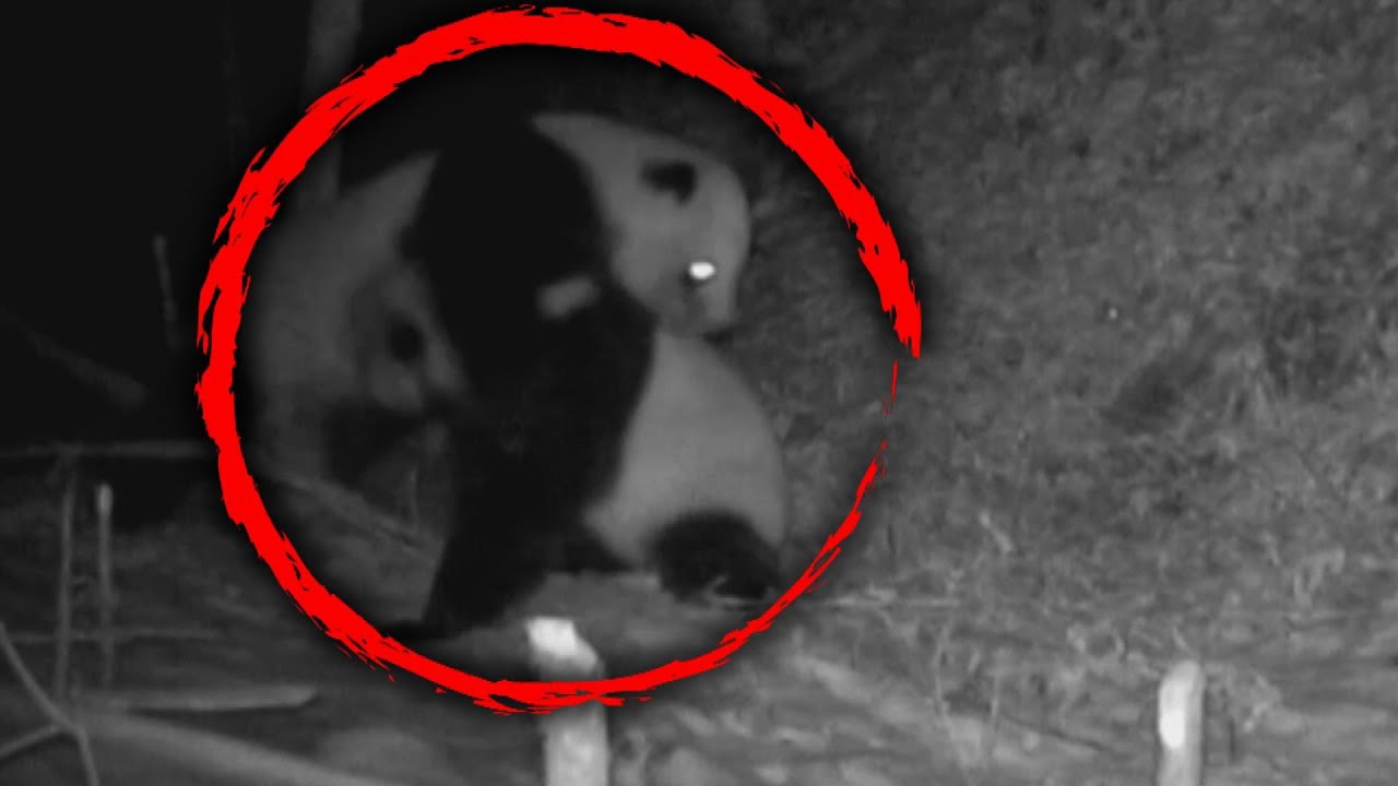 Giant Pandas Caught Fighting in the Wild - YouTube