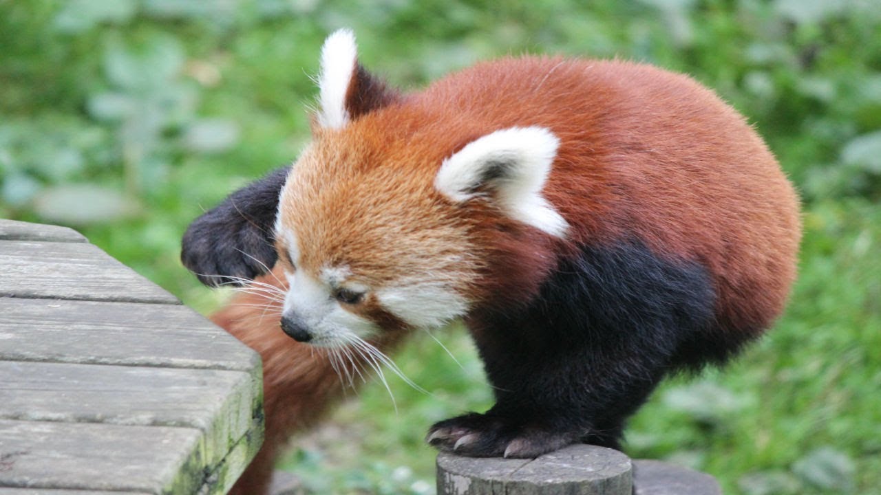 Rode Panda Voedermoment / Red Panda feedingtime : Planckendael - YouTube