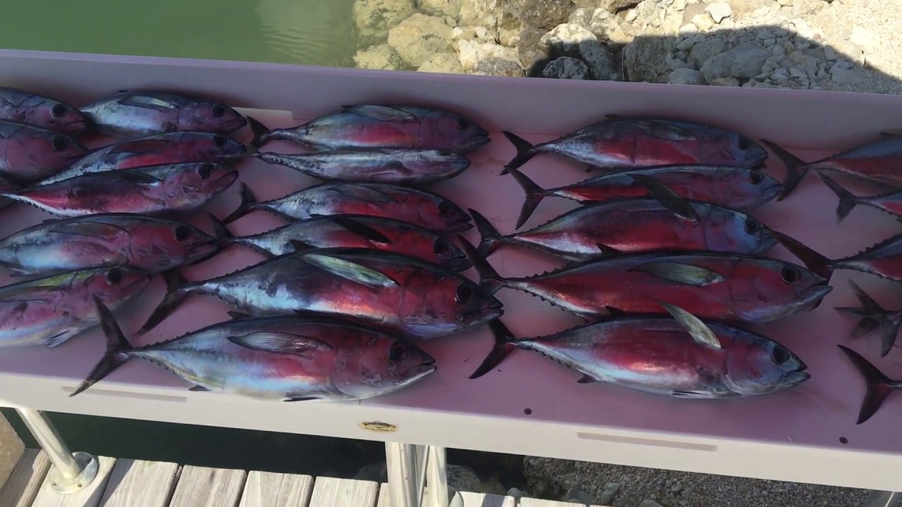 Marathon Hump Blackfin Tuna 11-21-18 - YouTube