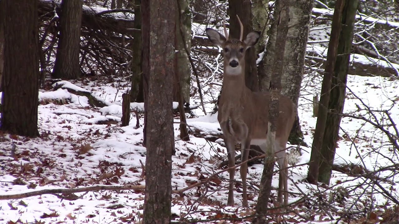 I took my Nephew hunting on state land, Michigan’s opening day of rifle ...