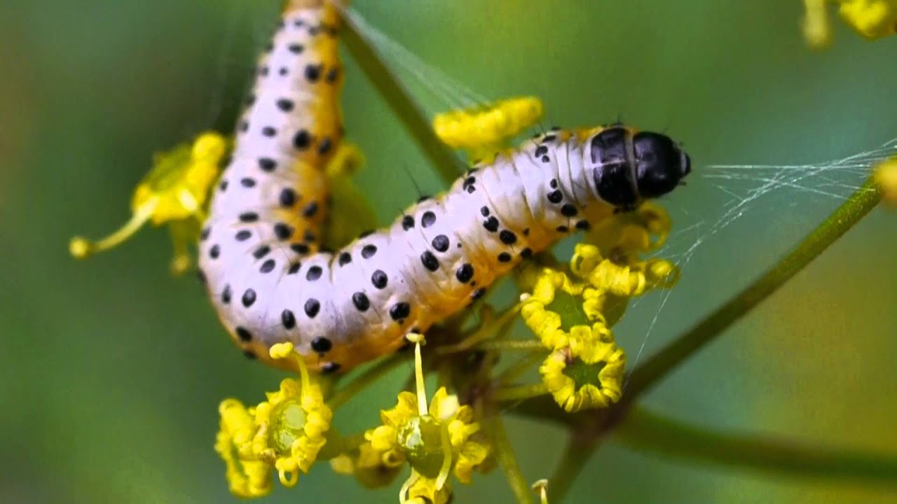 Larva of the Parsnip Moth (Depressaria radiella) on Parsnip (Pastinaca ...