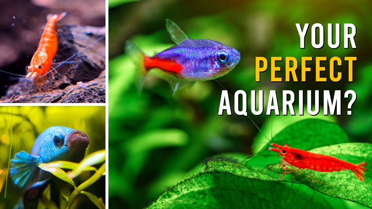The REAL Differences Between Fish Tanks, Shrimp Tanks And Community ...