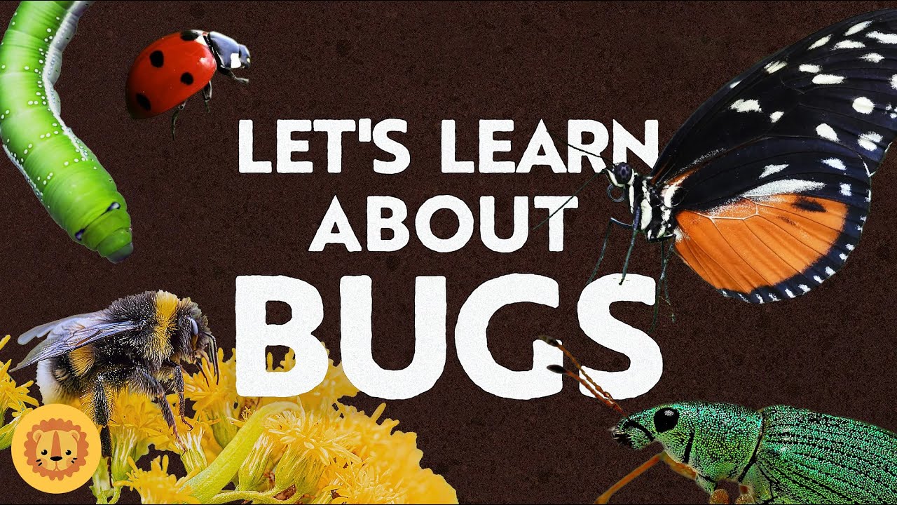 Learn 20 Bug Names and Sounds | Educational Insect Video for Kids and ...