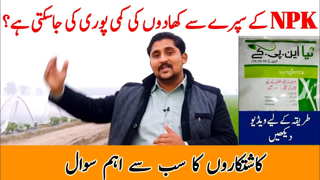 NPK foliar spray on wheat crop | NPK fertilizer spray benefit | Foliar ...