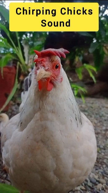 Chirping Chicks Sound Effects #chickenfarming #nativechicken - YouTube