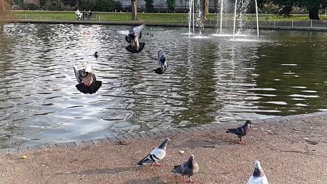 Mission Pigeon Impossible - YouTube