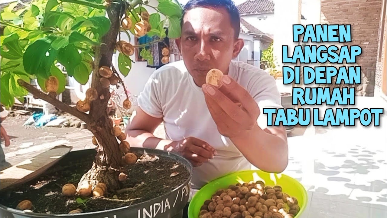 PANEN LANGSAP BERBUAH LEBAT DEPAN RUMAH CAK MID - YouTube