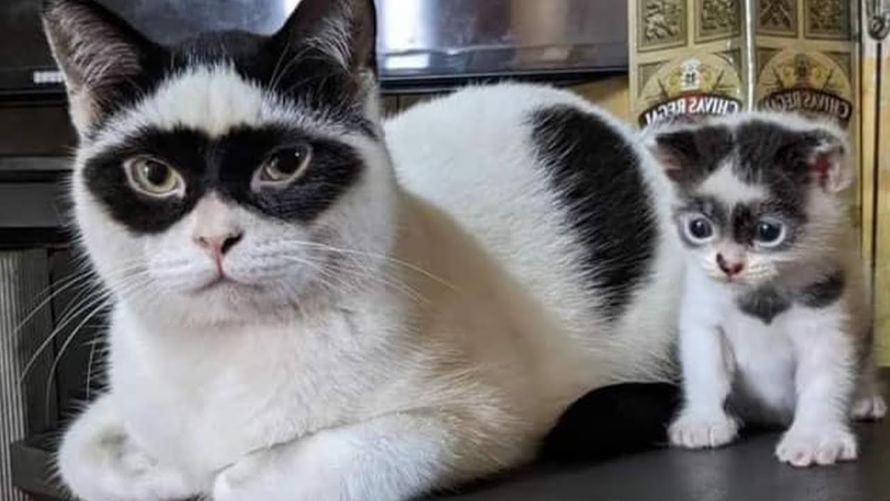 The stupidest creature on earth makes me fascinated - YouTube
