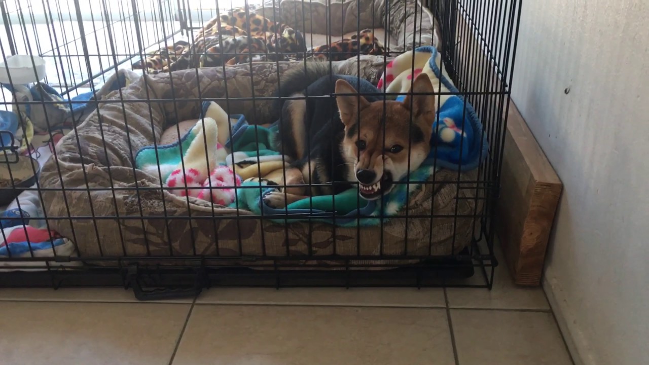 Shiba inu Kyno get mad (you must see) - YouTube