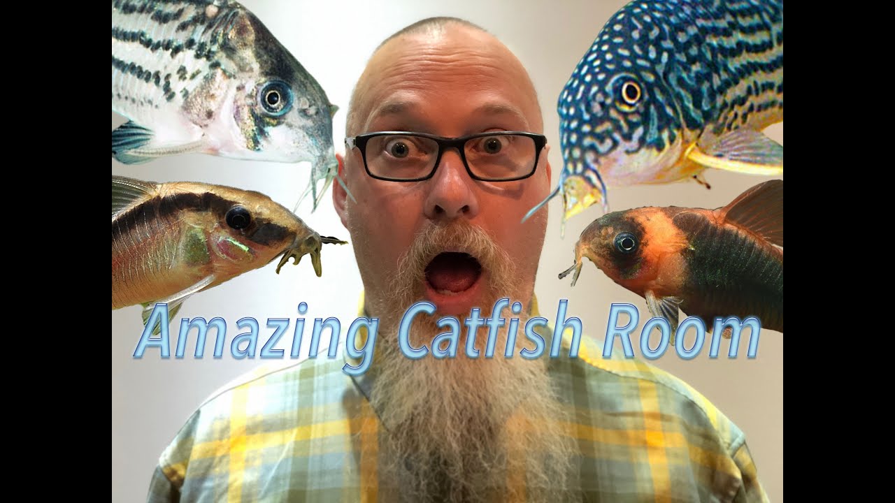 Visiting an amazing Canadian Corydoras catfish breeder. You won't ...