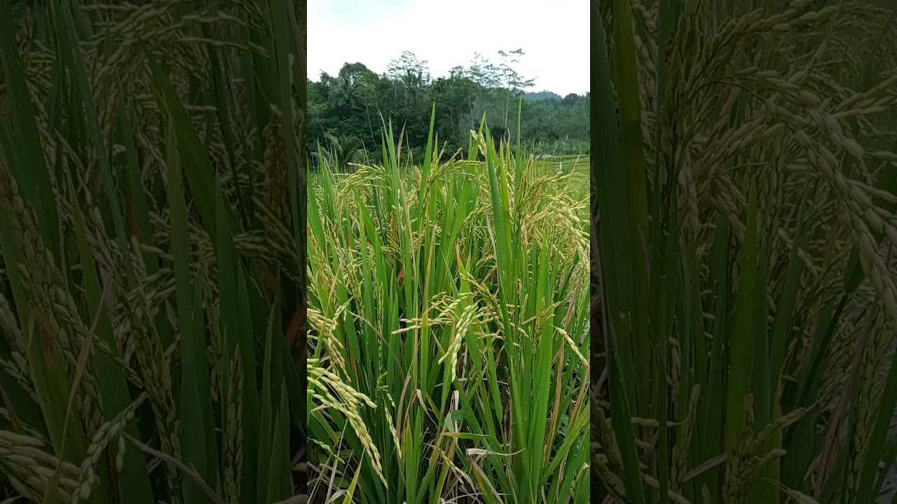 padi berbunga berbulir menguning lalu merunduk. suasana pedesaan dengan ...