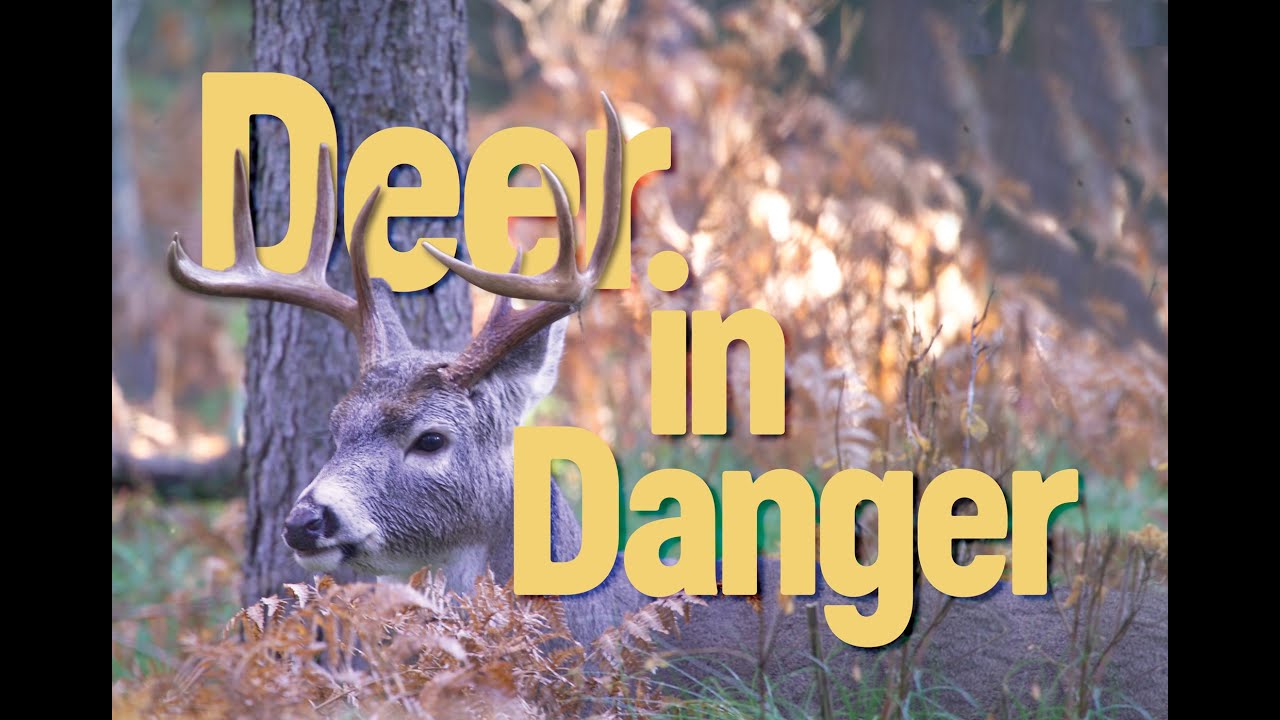 Deer in Danger - YouTube