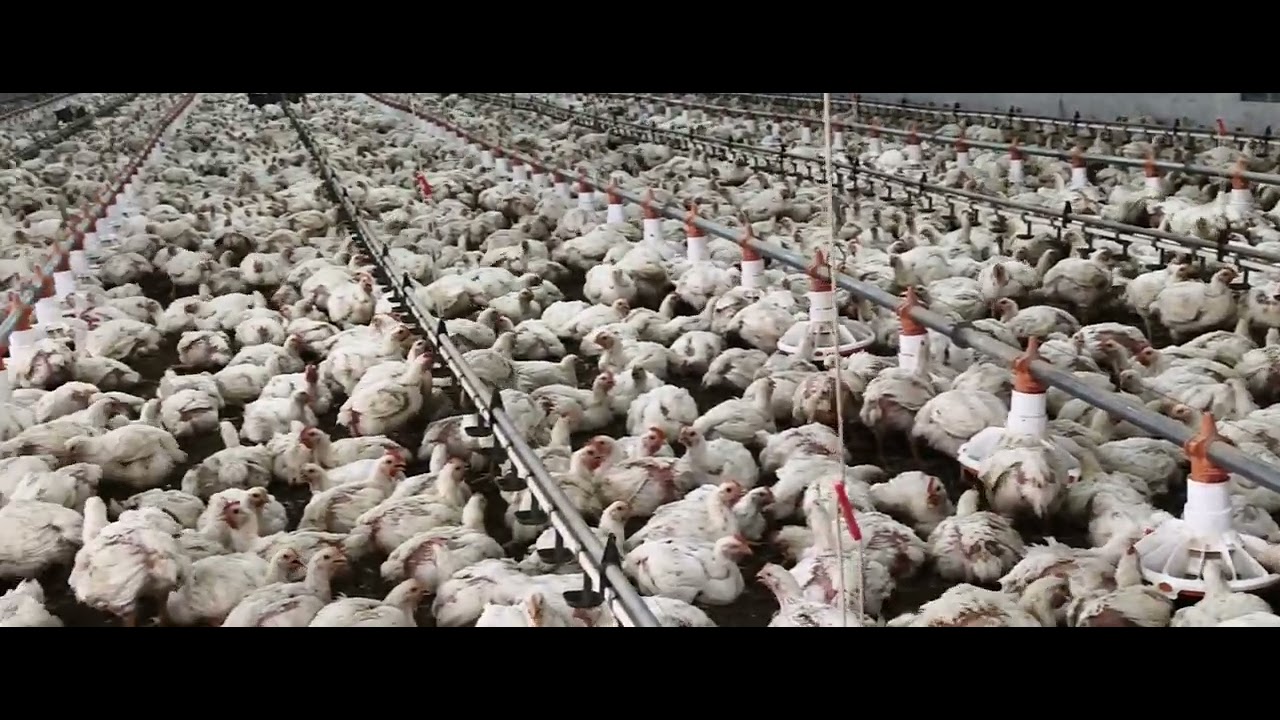 EC poultry farm. Knowledge and. Equipment 🐤🐤 - YouTube