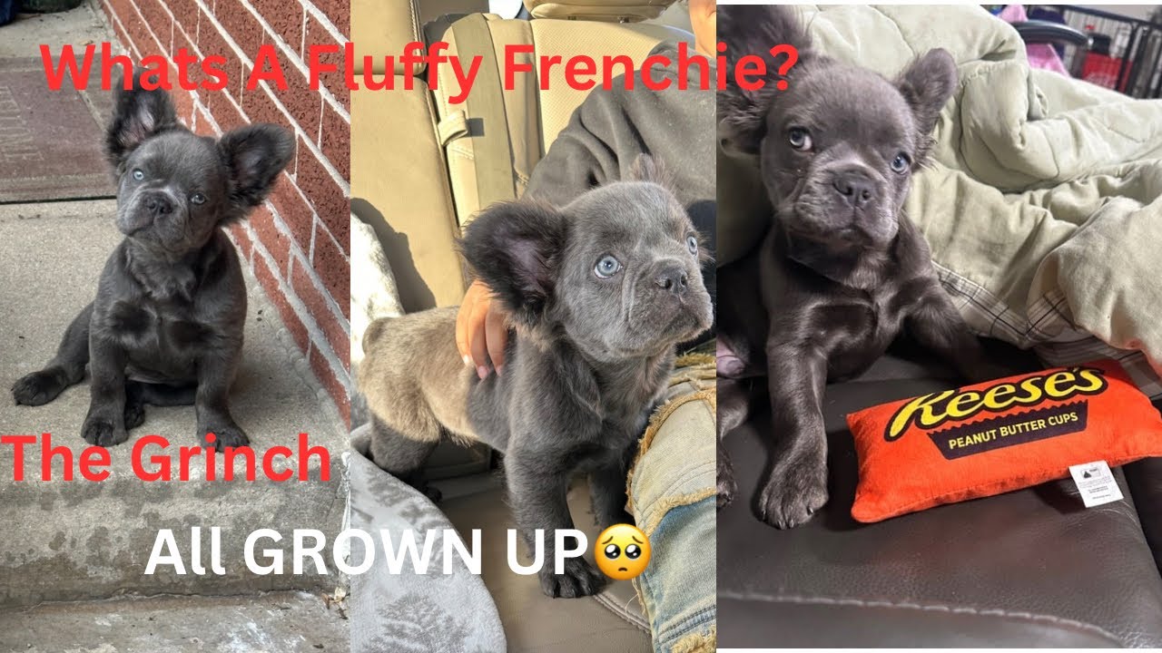 Fluffy Frenchie Explained!🥺🥺What is a Fluffy Frenchie ?😍😍🥰 - YouTube