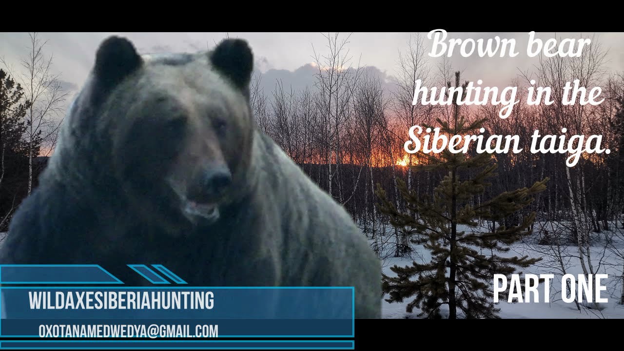 Brown bear hunting in Siberia. Spring 2022. - YouTube