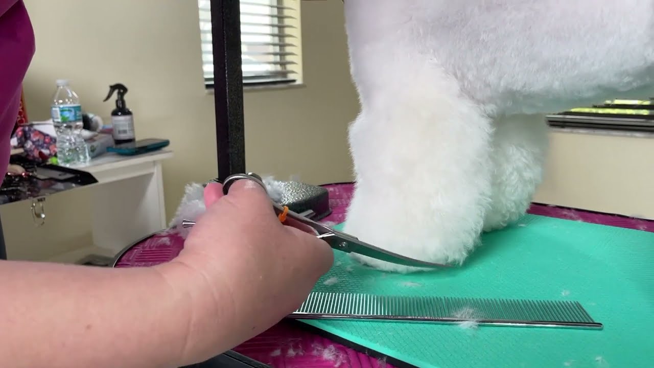 Asian Fusion Bichon Foot Dog Grooming Demo w/ Lindsey Dicken - YouTube