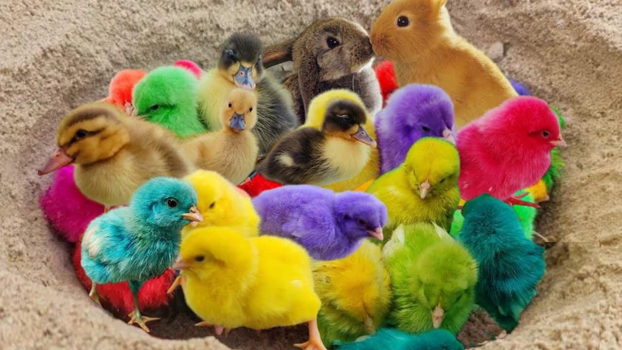 Transport cute chicks, Colorful Chicks, Rainbow Chicks,Geese, ducks ...