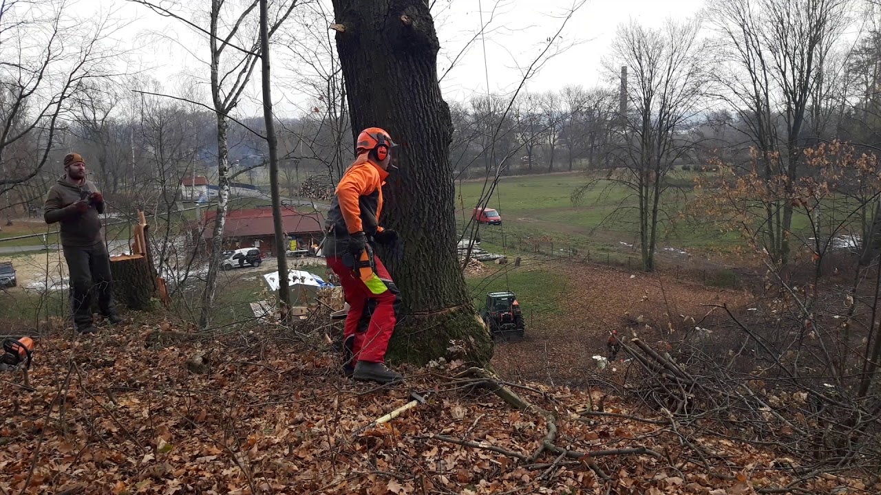 Stihl ms 461 oak tree felling - YouTube