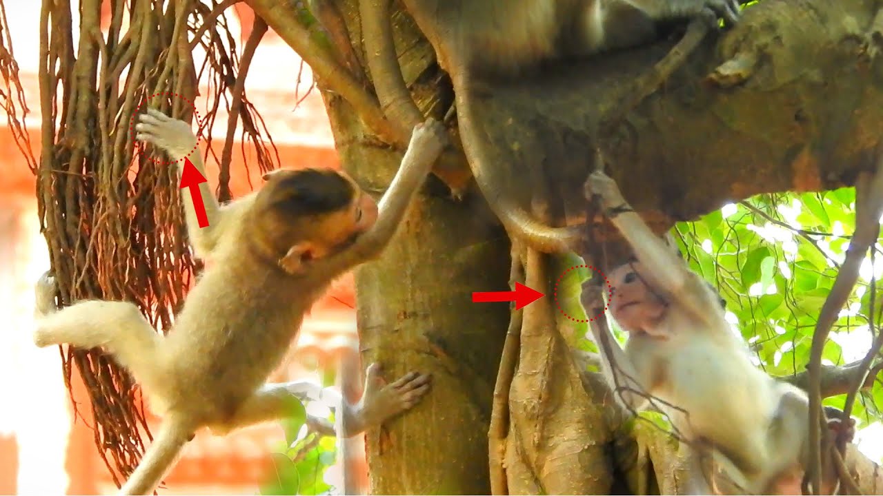 Today, the EMILY monkey looks very happy, it clings to the tree and ...