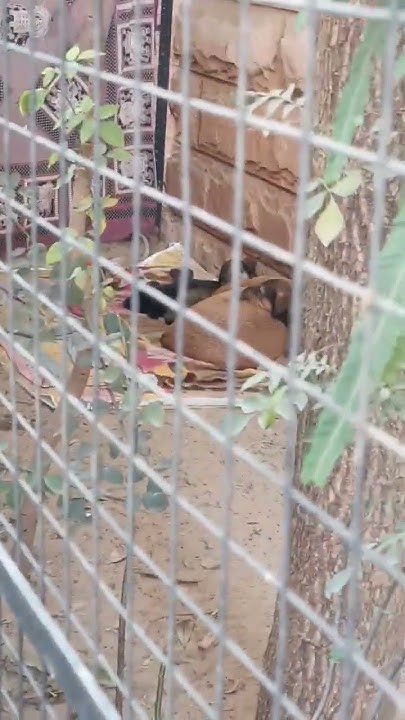 Ram Lal Youtube