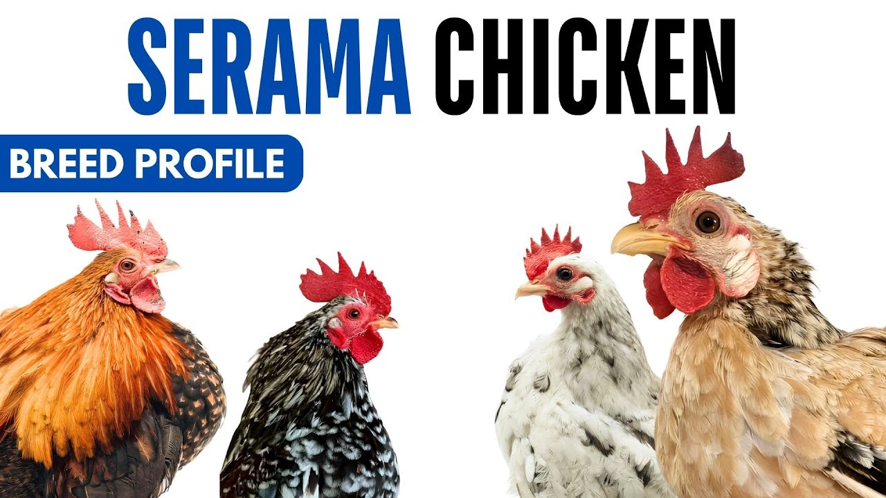 Serama Chicken Breed Profile History Health Issues - Malaysian Serama ...