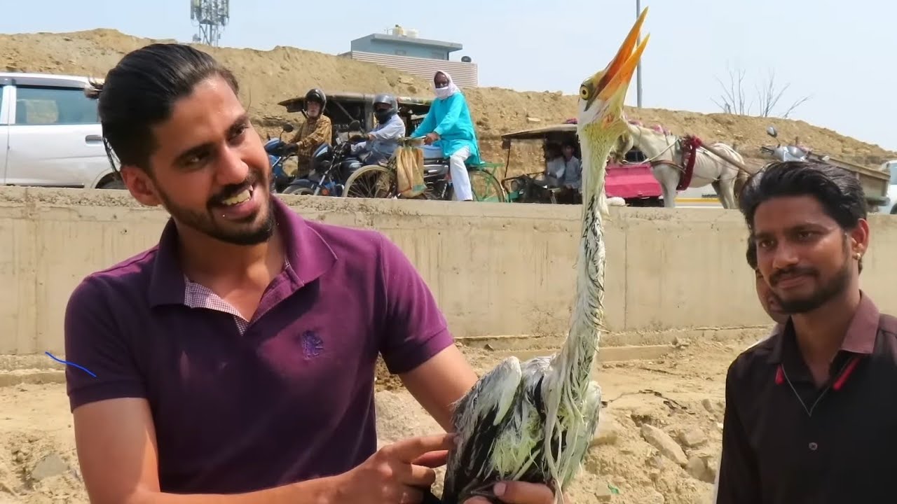 Drowning Bird RESCUED! - YouTube