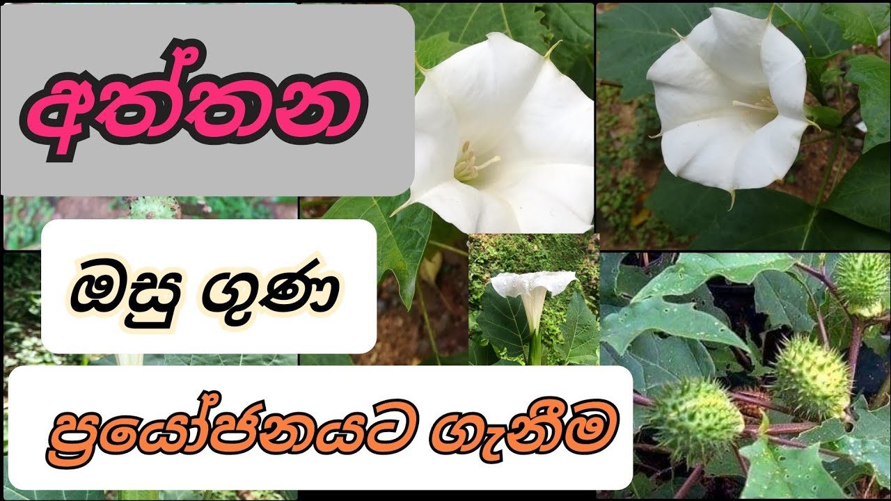 Aththana-Datura metel Health benift අත්තන ශාකයේ ඔසු ගුණ ( osu -ඔසු ...