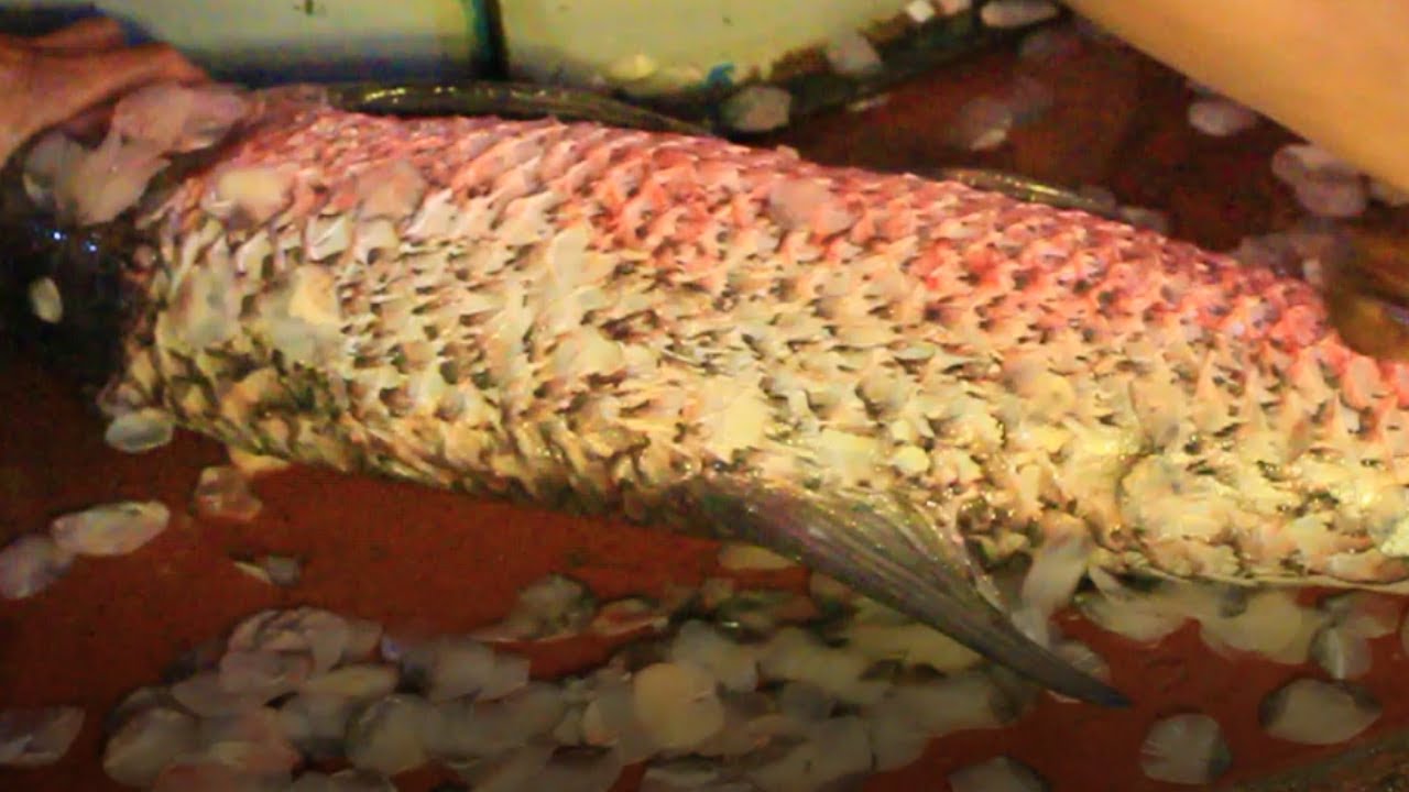 Amazing Grass Carp fish Slice Pieces By Fish Cutter Man Very Good ...