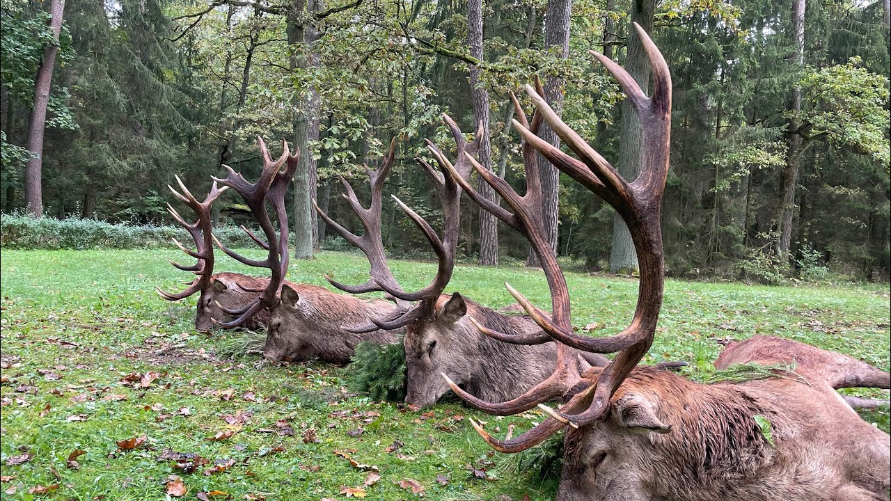 Goldmedaillen Hirsche auf der Strecke - YouTube