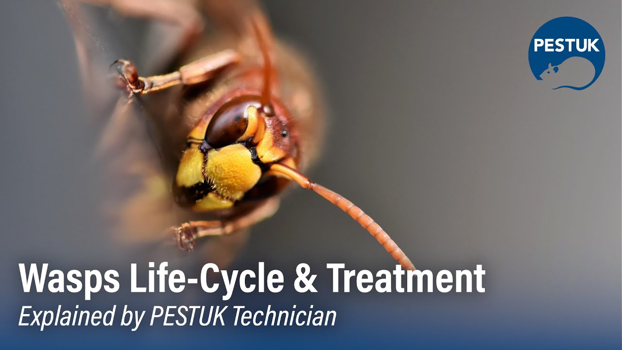 Wasps Nest Life Cycle & Treatment Explained | PESTUK | Insects ...