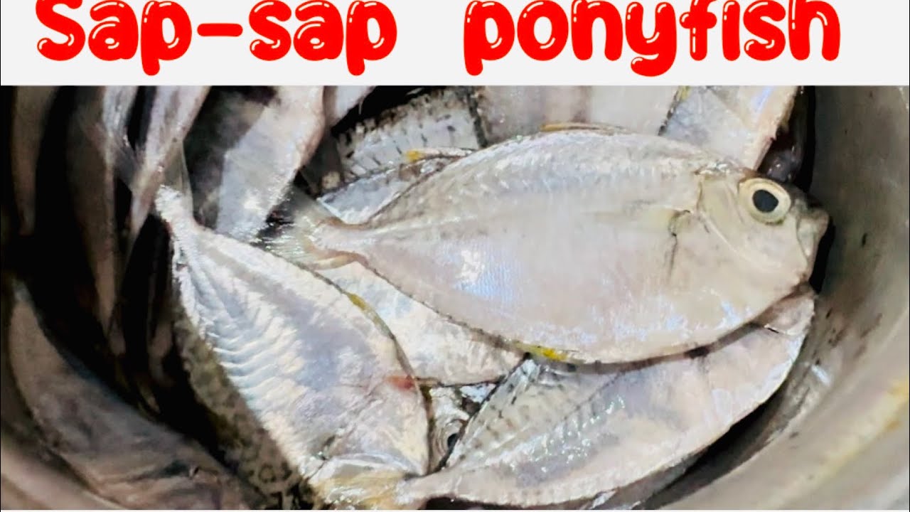 SAP-SAP NA PANGAT SA GATA #fish #pinangat #food #seafood #sapsap # ...