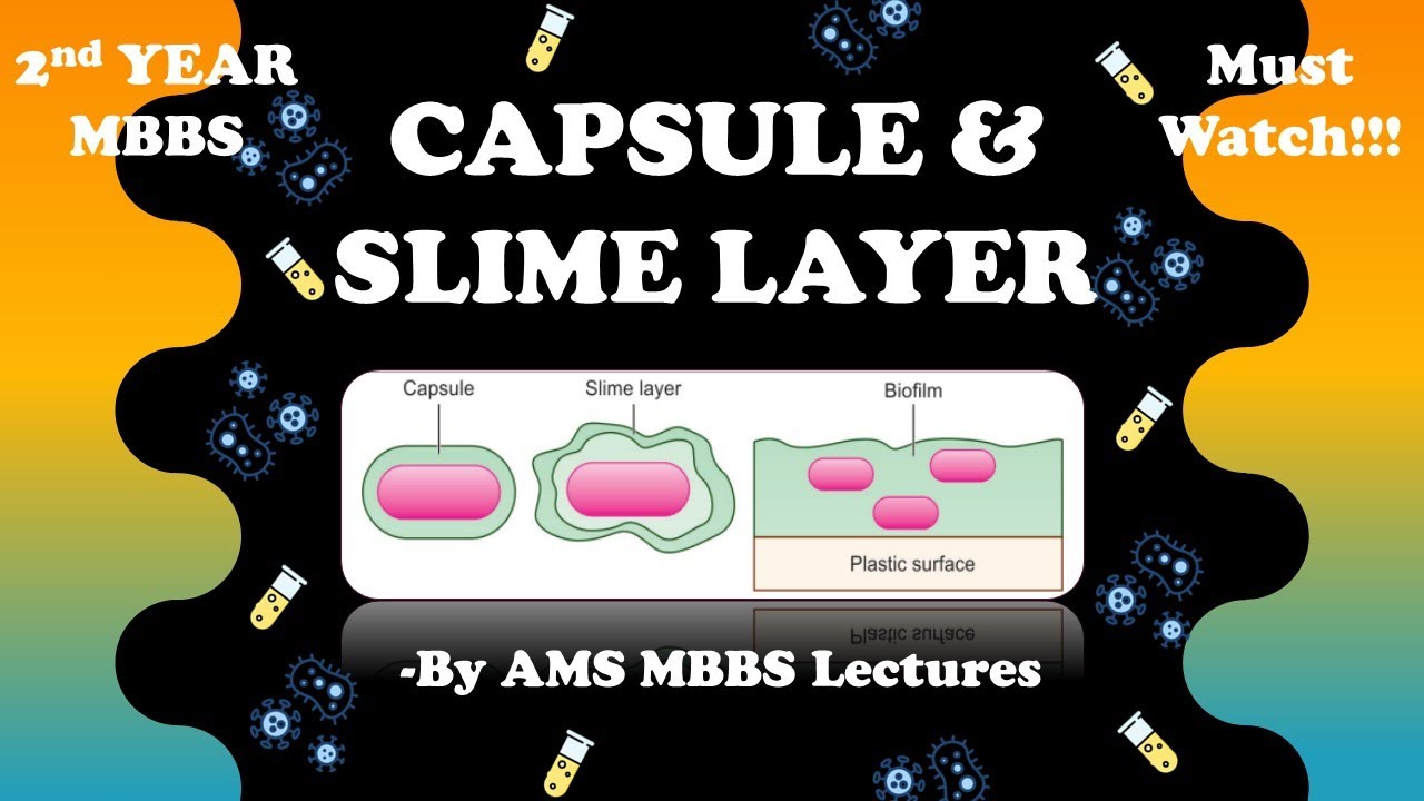 Cell Wall Appendages - Capsule| General Bacteriology| General ...