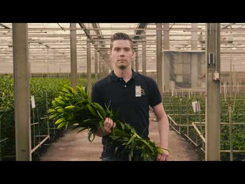 Nashville the Movie  \