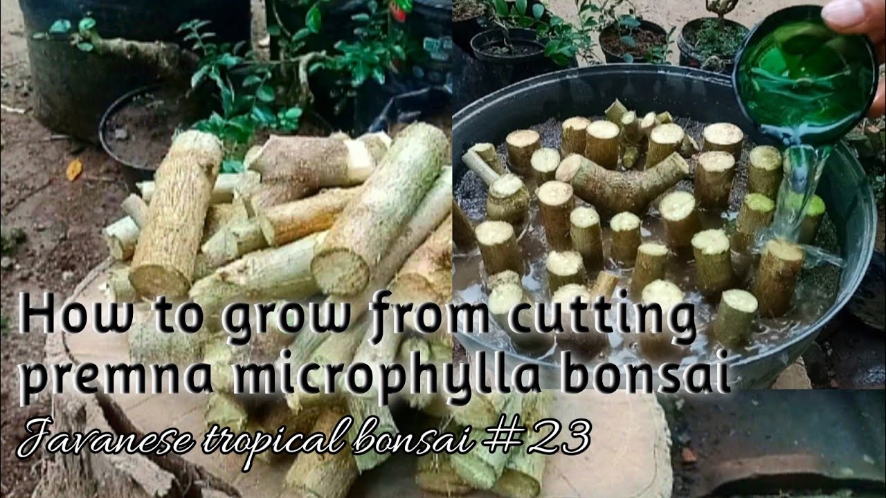How to grow premna microphylla bonsai #23 @Javanesetropicalbonsai - YouTube