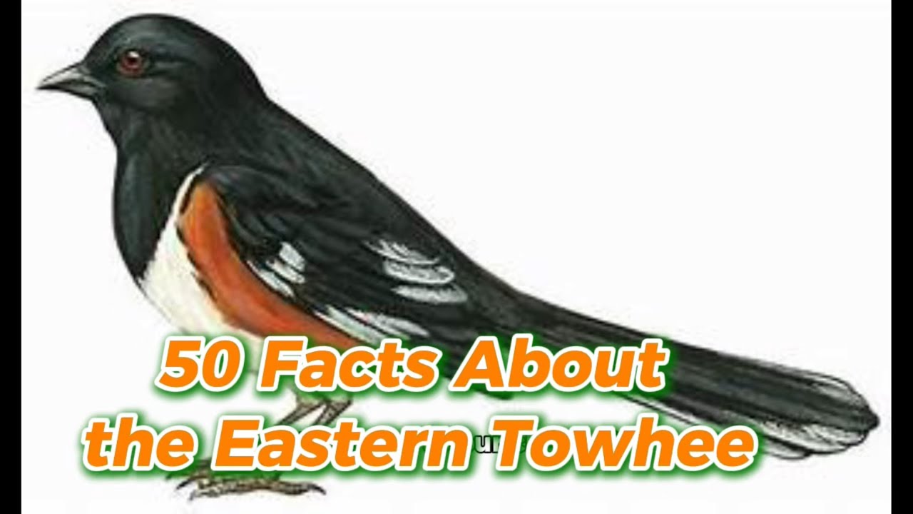 50 Facts About the Eastern Towhee birds 🦅. - YouTube