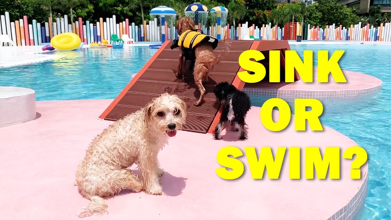 You think FIVE STAR FROG SPLASH is amazing? WAIT TILL YOU SEE THIS ...