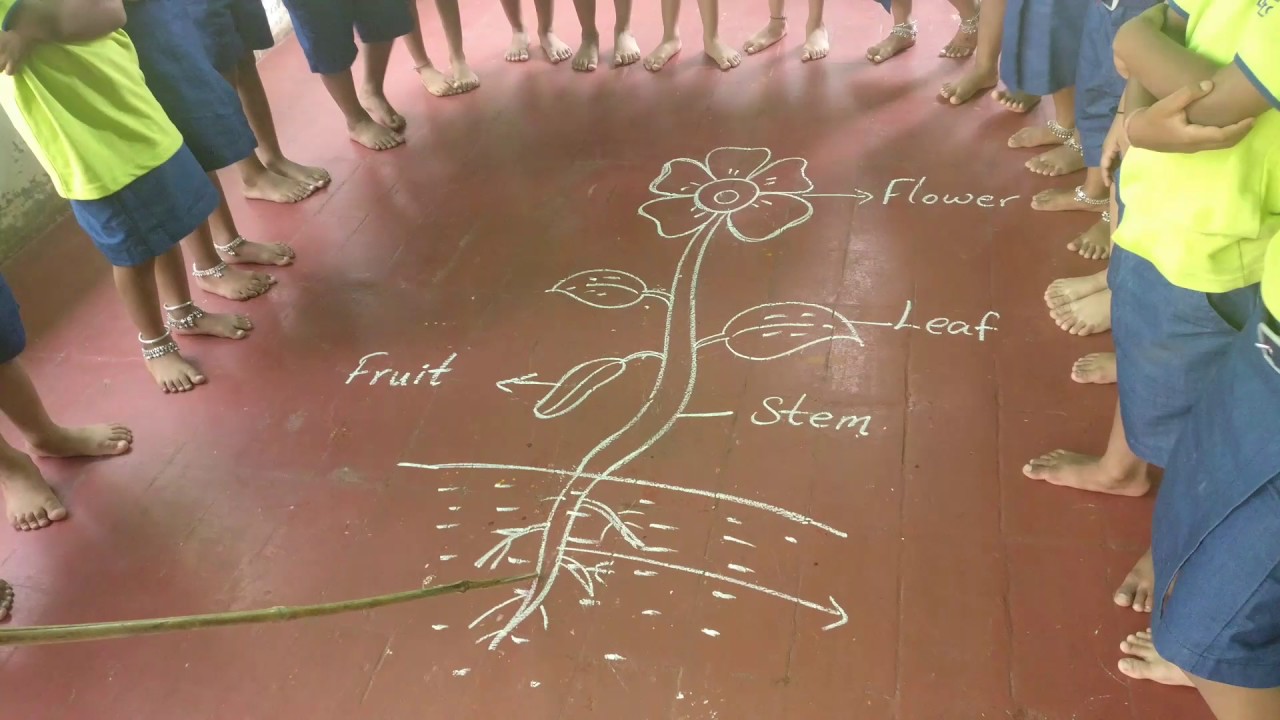 Functions Of Parts Of Plant YouTube Functions Of Parts Of Plant YouTube
