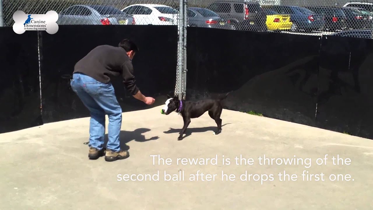 Training a Dog to Drop an Object on Command - YouTube
