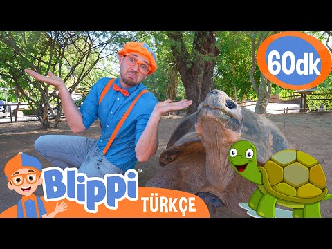 Blippi ile Vahşi Doğa Keşfi 🐯 | Blippi Türkçe - Çocuklar için Eğitici Videolar
