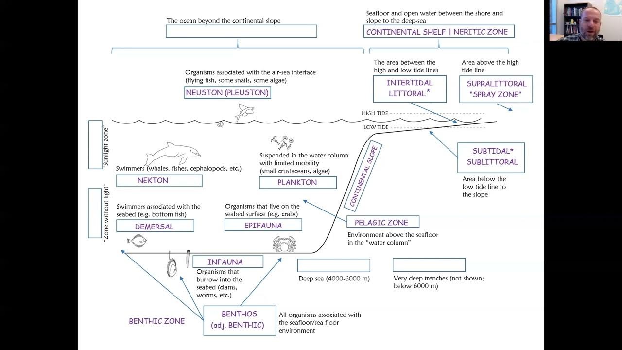 Some Basic Terminology for Marine Biology - YouTube