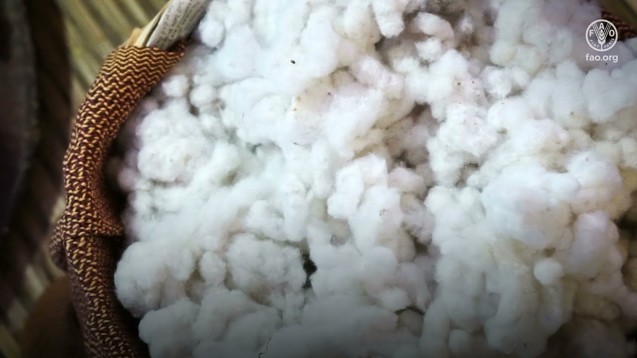 Cotton, weaving a better future together - YouTube