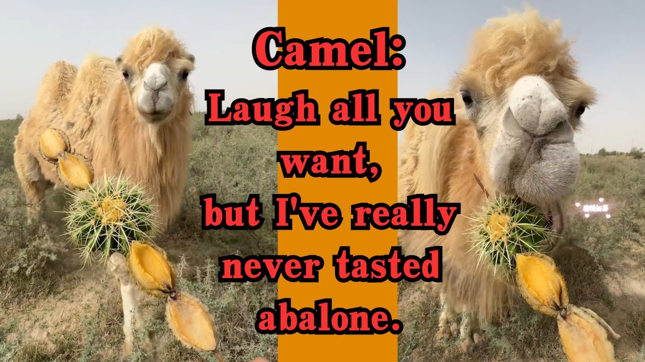Camel Confession: Never Tried Abalone – Don't Laugh! - YouTube