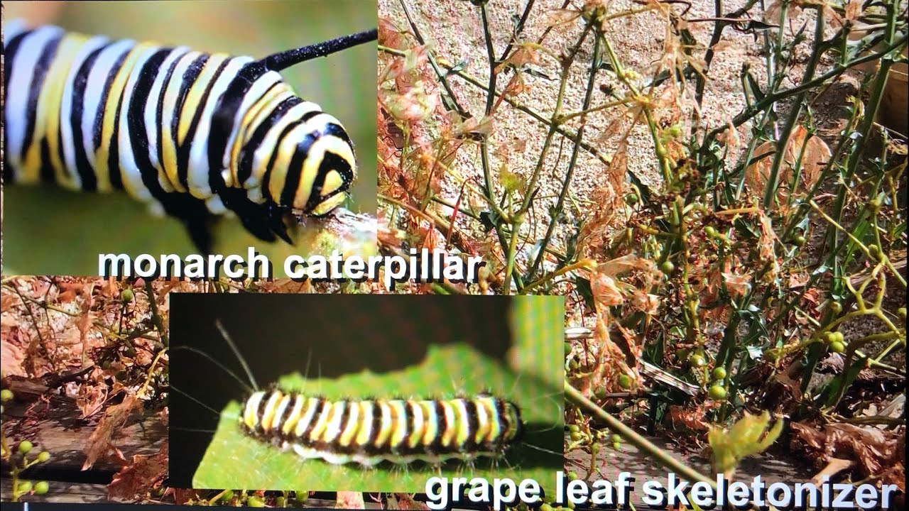 garden PESTS- BEWARE! monarch caterpillar? NO-grape leaf skeletonizer # ...