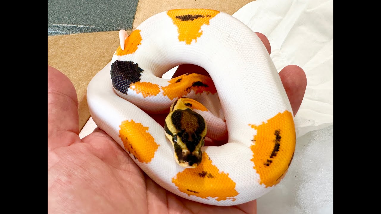 SUPER ORANGE DREAM YELLOW BELLY PIED Ball Python UNBOXING VIDEO! - YouTube
