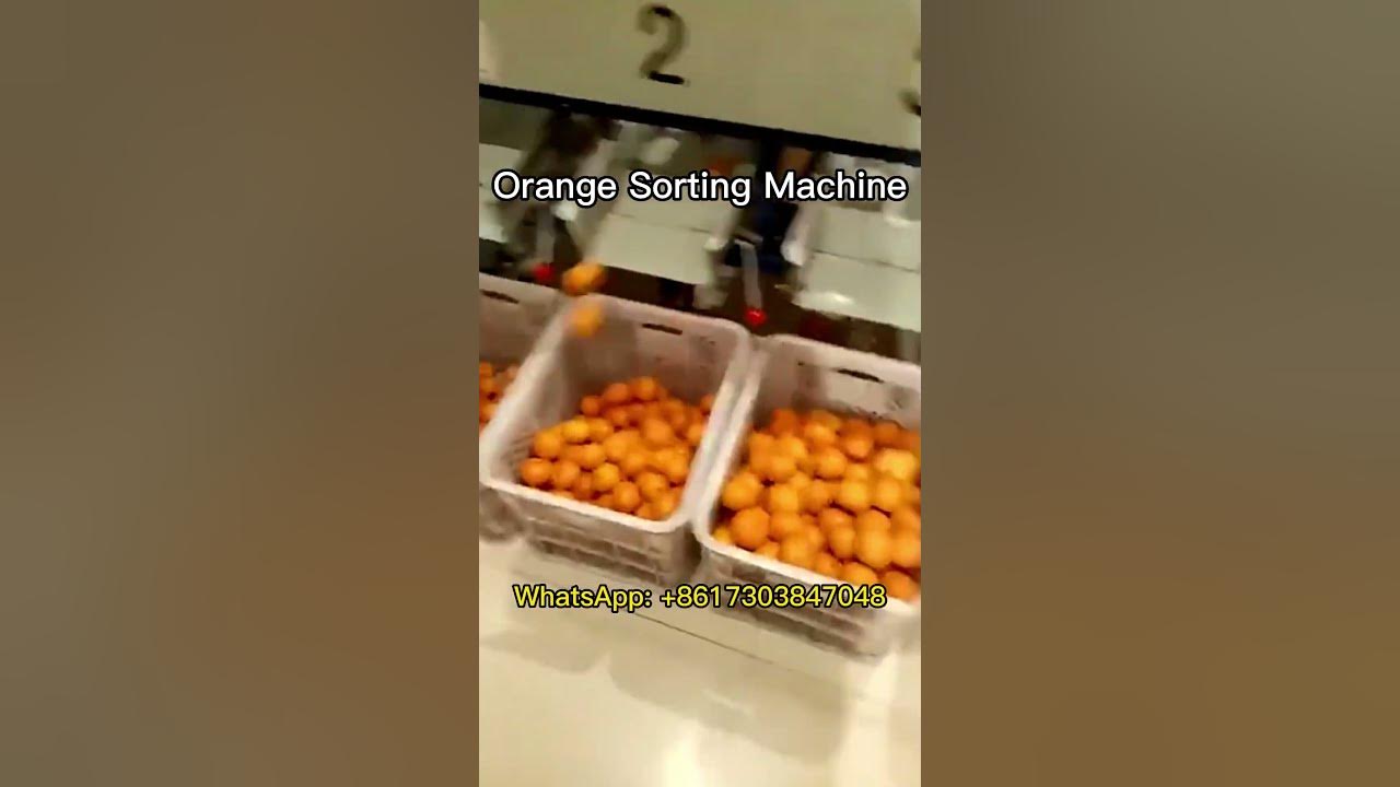 Automatic Calamansi Orange Sorting Machine : Customized Grading for Improved Production ...