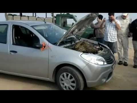 4 Metre long Python found in engine bay! - YouTube
