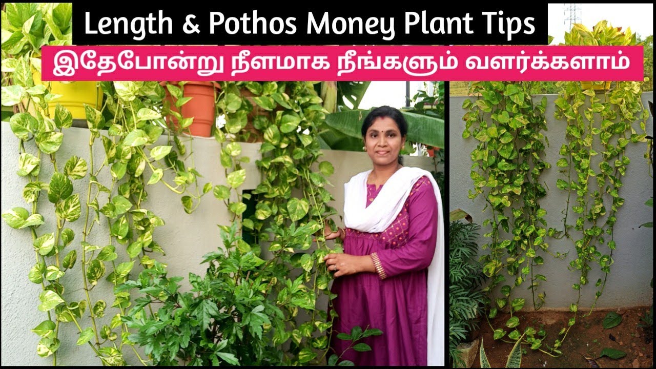 How to grow money plant length and pothos | From mixing pot and ...