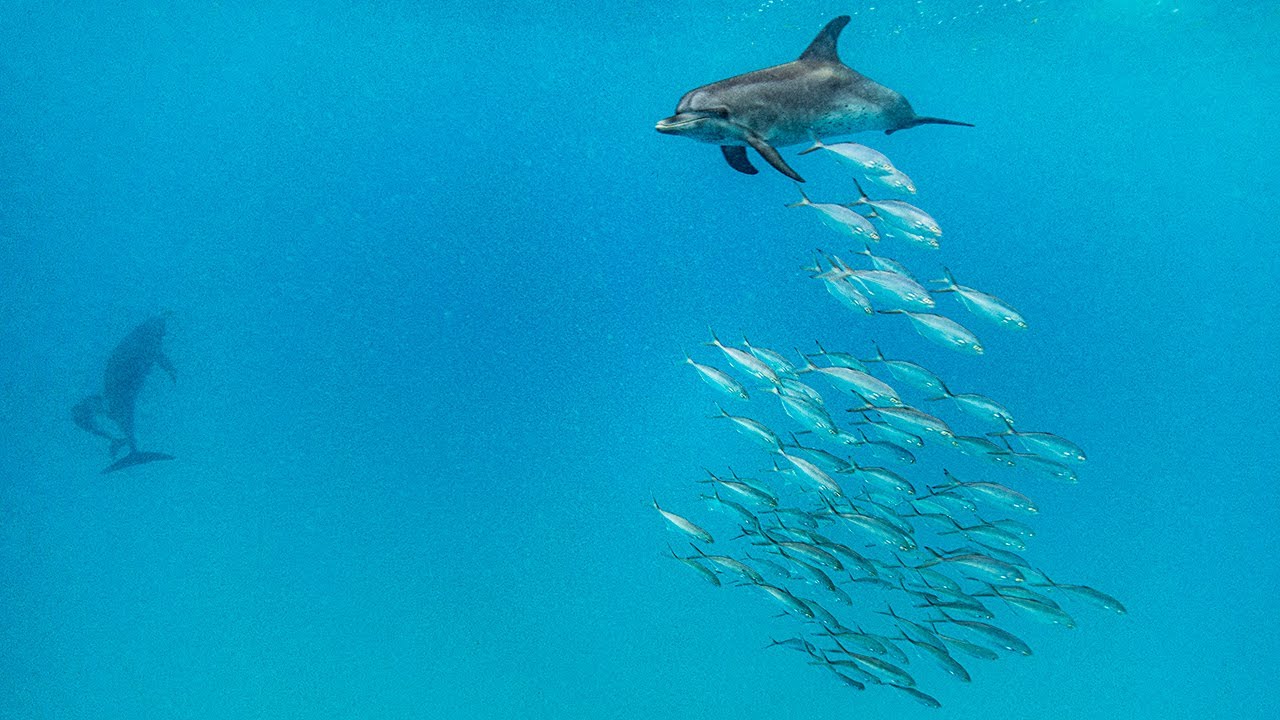 Dolphins & a Bait Ball - it's snack time on the Dolphin Grounds! - YouTube