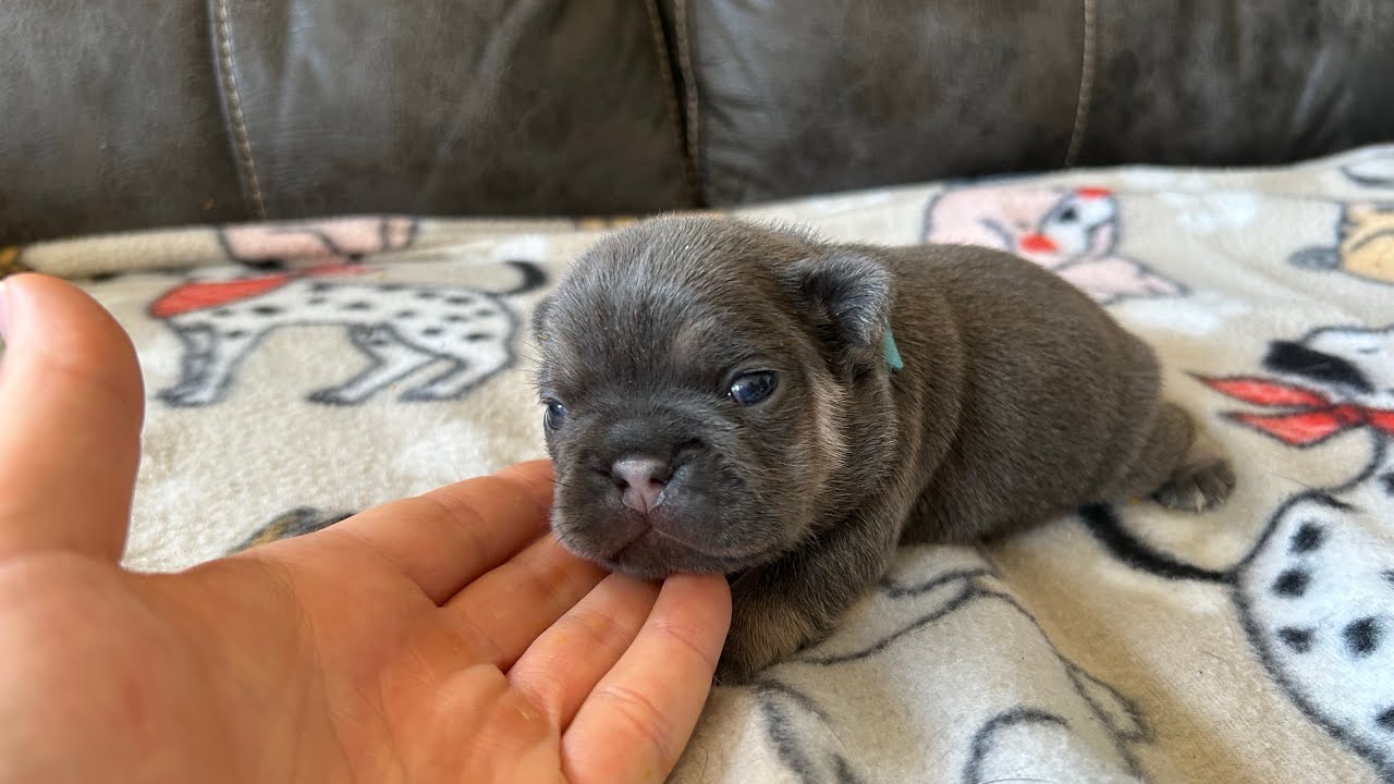 2 week old available French Bulldog puppies 🧡 - YouTube