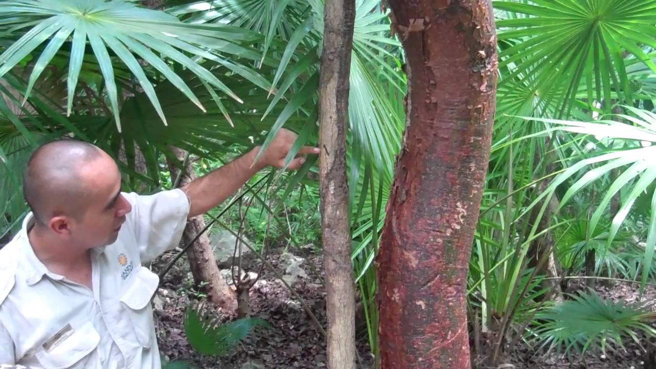 Leyenda de Chechén y Chacáh - YouTube